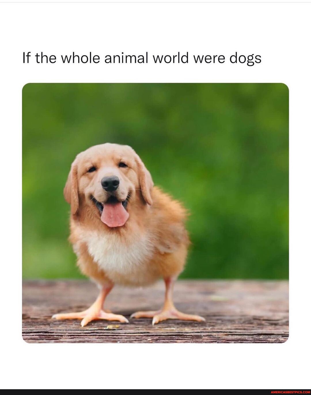 These are hilarious 😂(@pixelmatedanimals ) - If the whole animal world ...