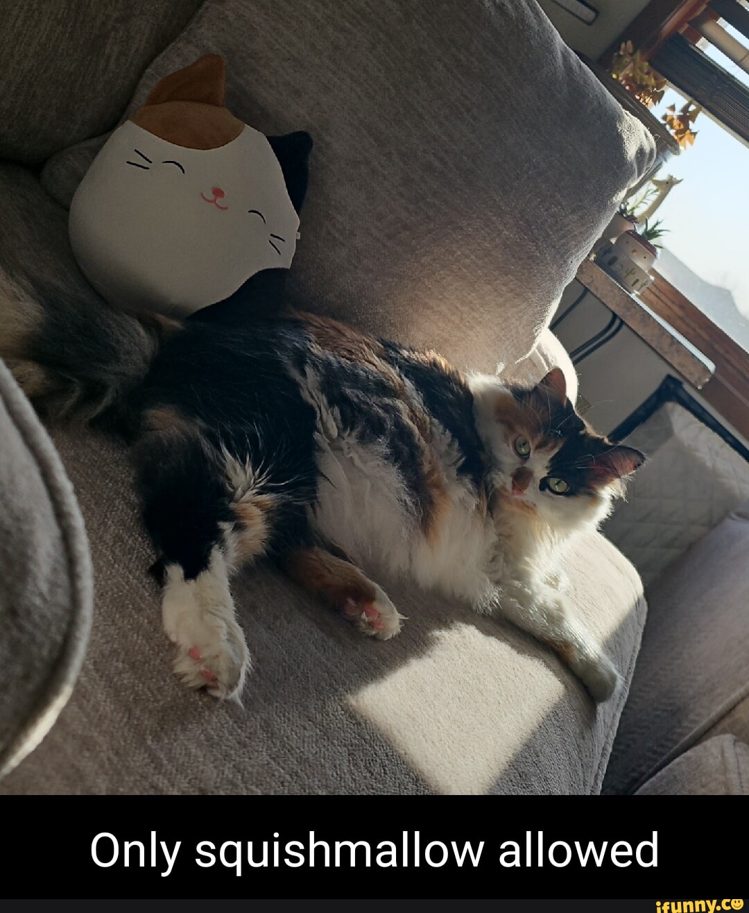 Squishmallow memes. Best Collection of funny Squishmallow pictures on ...