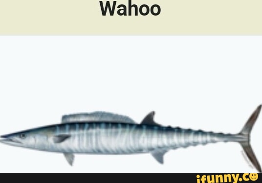 Wahoo memes. Best Collection of funny Wahoo pictures on iFunny