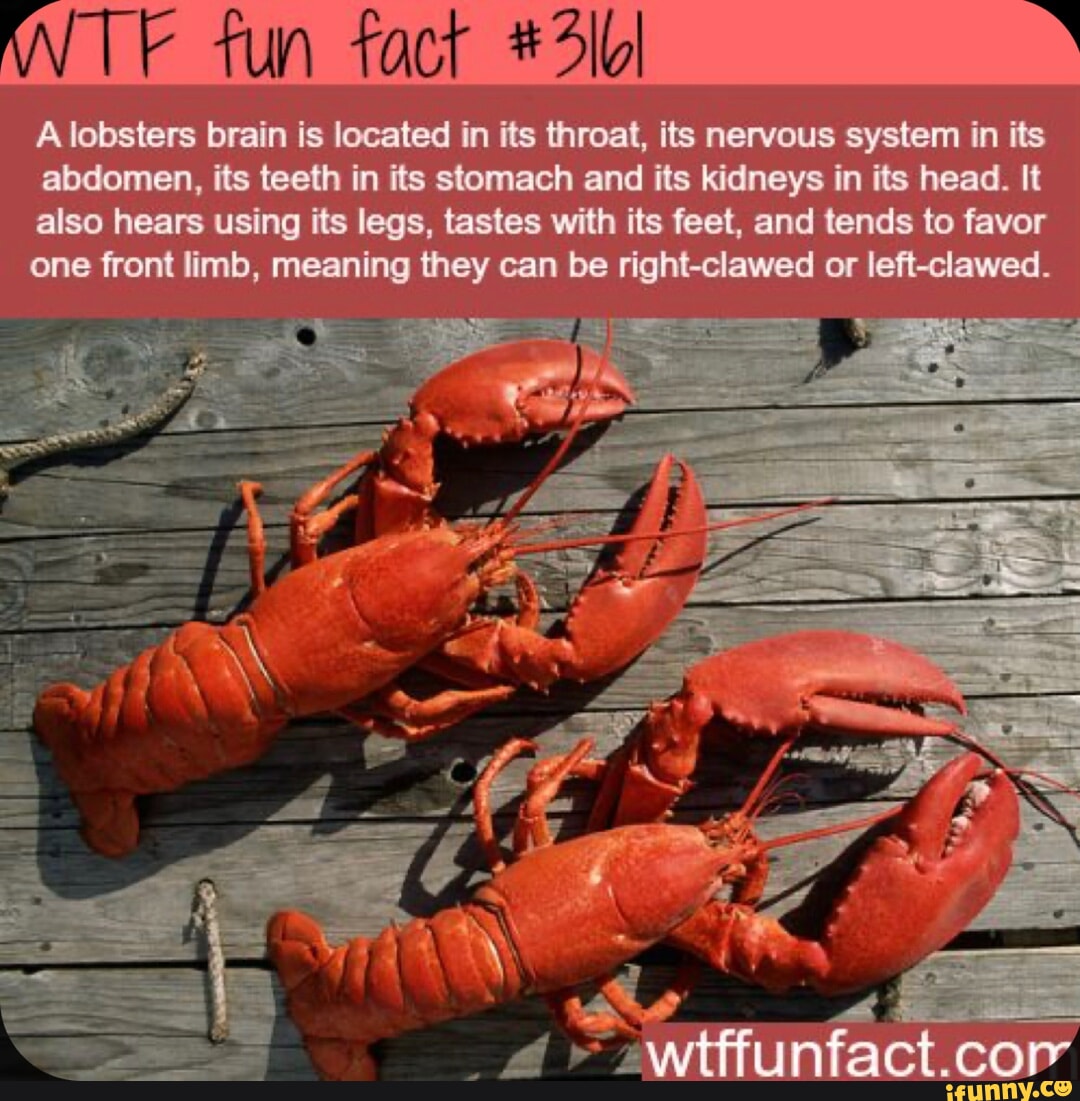 TE fun fact A lobsters brain is located in its threat, its nervous ...