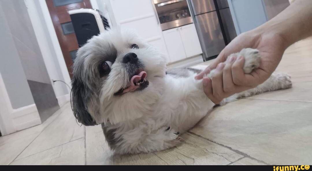 Hachi memes. Best Collection of funny Hachi pictures on iFunny