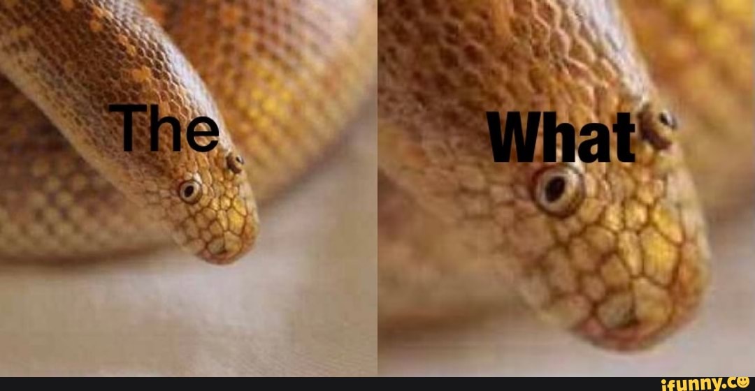 Arabian sand boas are a joke. I mean. This snake is so easy to meme ...