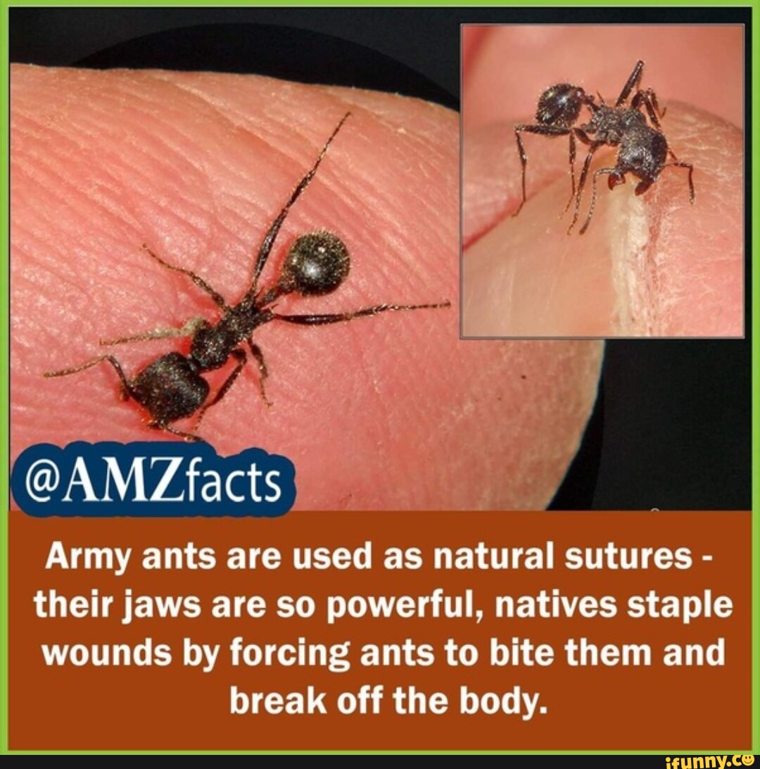 @AMZfacts Army ants are used as natural sutures - their jaws are so ...