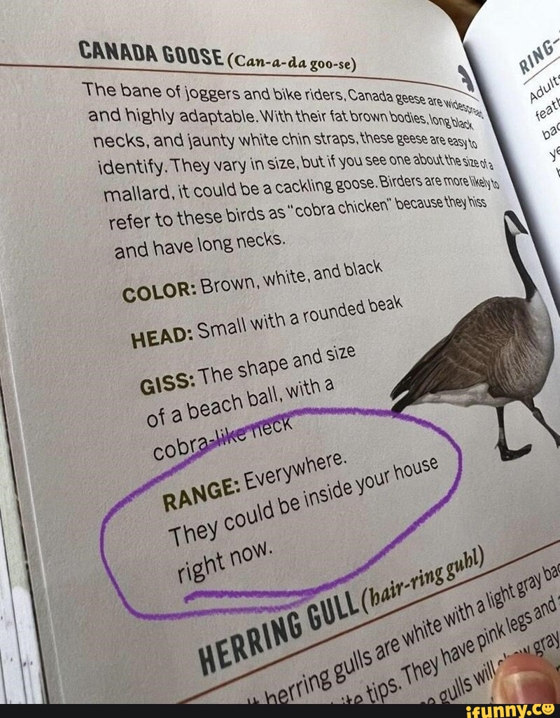 Jaunty memes. Best Collection of funny Jaunty pictures on iFunny