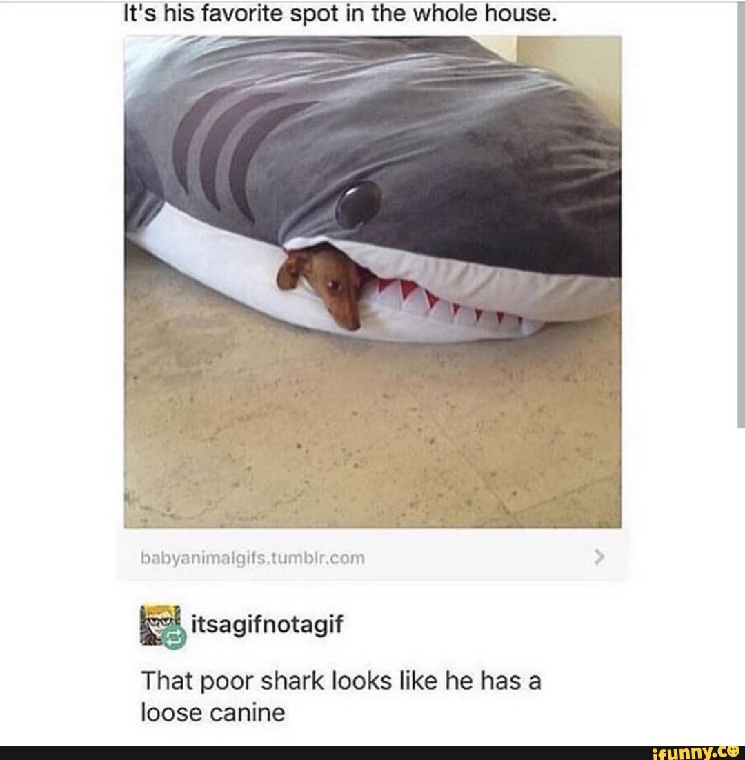 It's his favorite spot in the whole house. bibyanimalgiis That poor ...