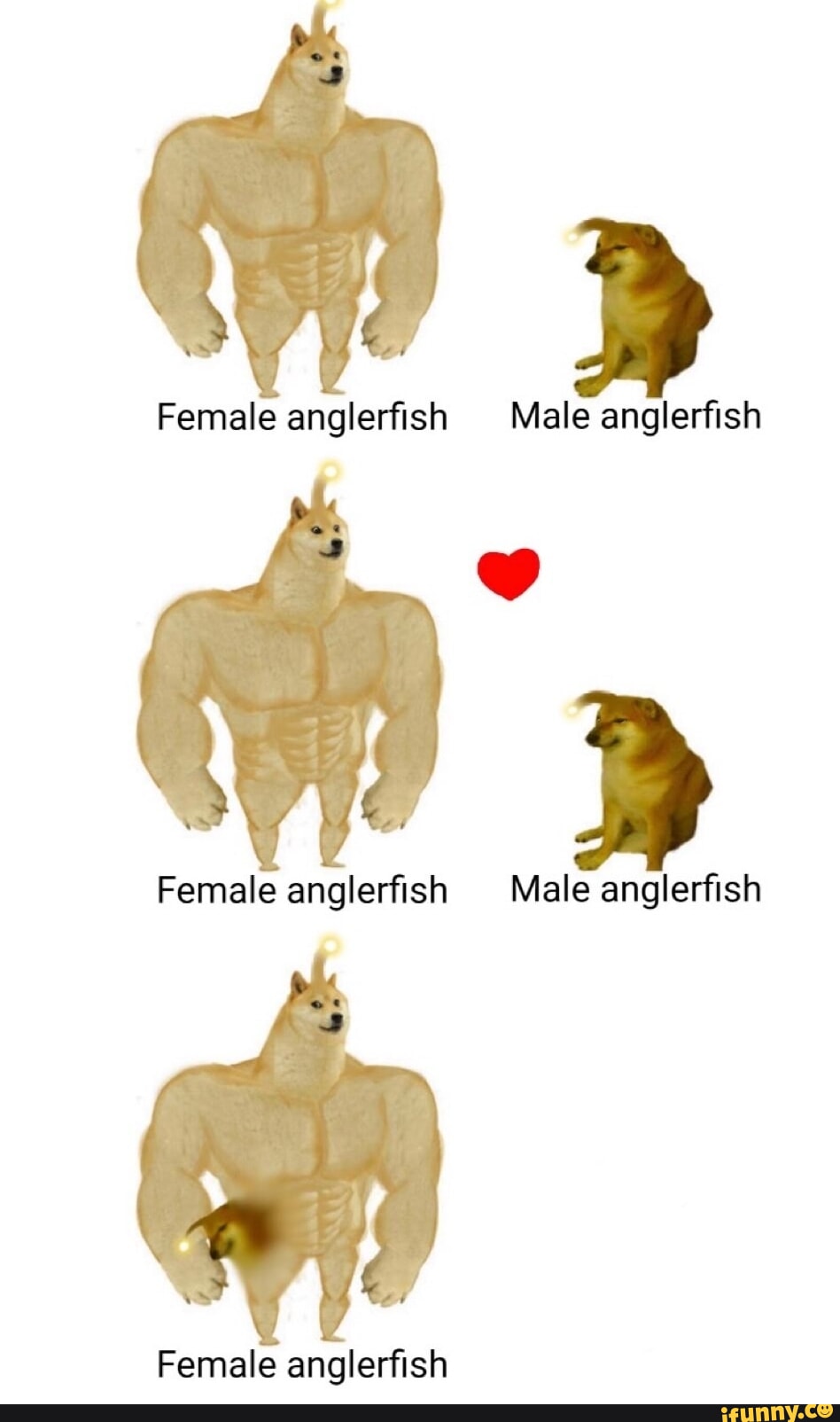 Female anglerfish Male anglerfish I Female anglerfish Male anglerfish ...
