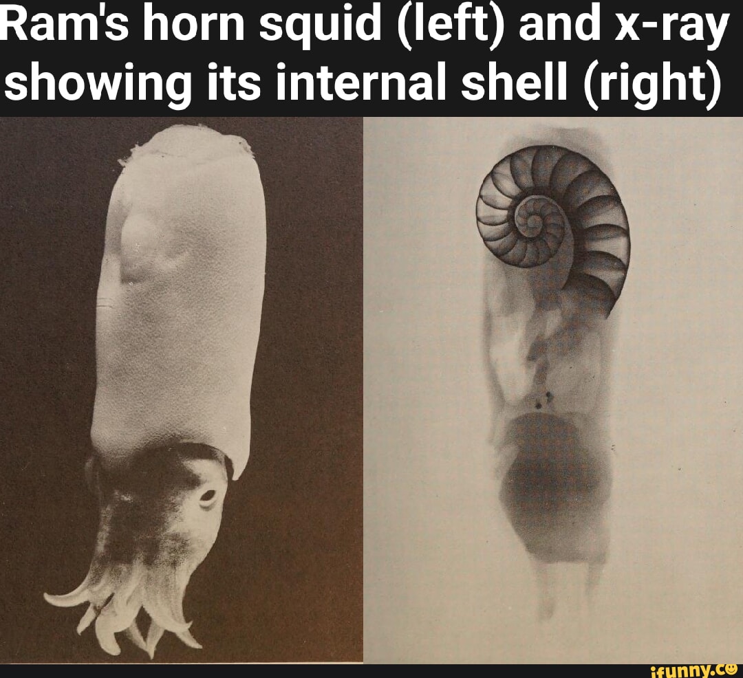 Rams horn squid (left) and x-ray showing its internal shell (right ...