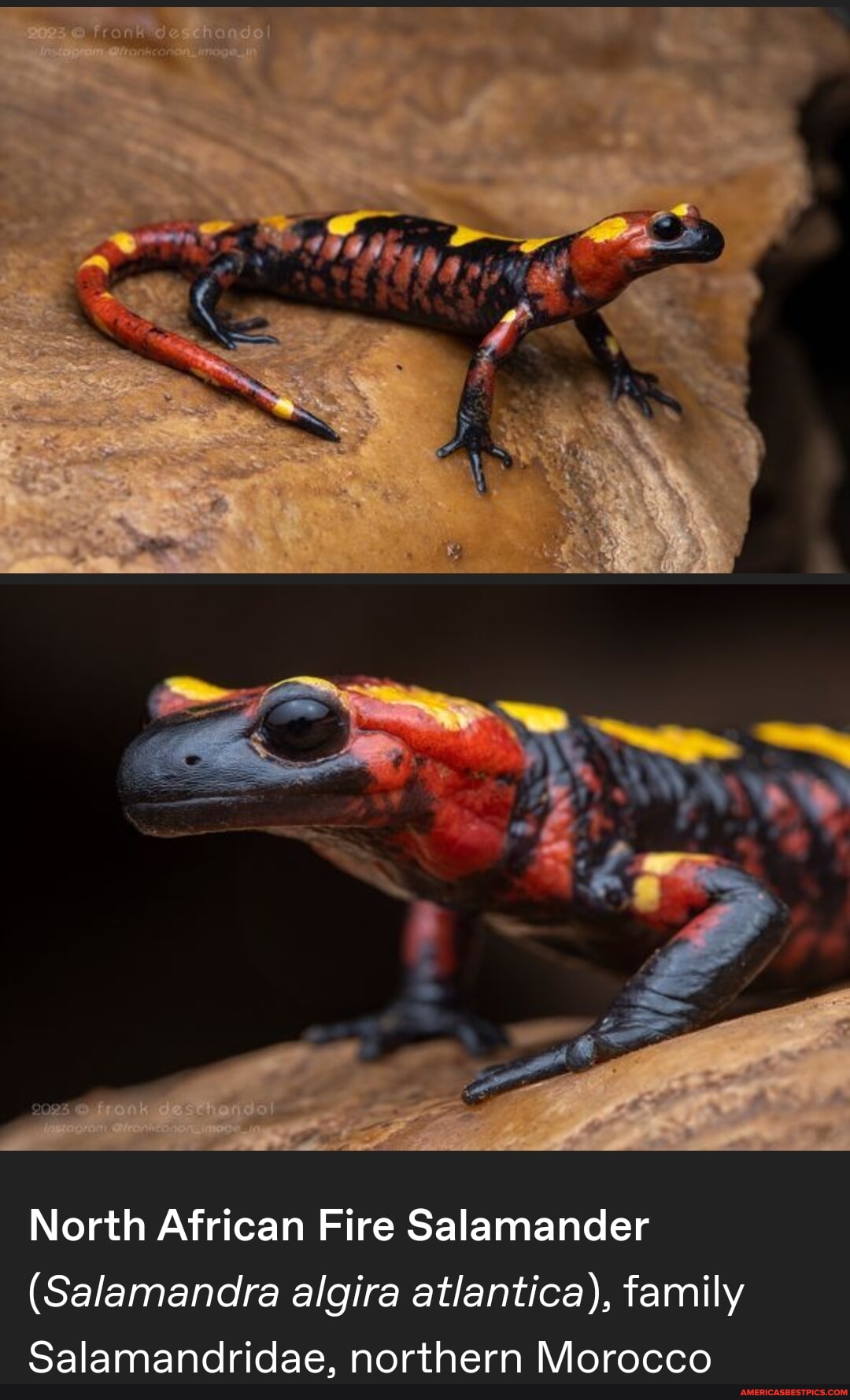 North African Fire Salamander (Salamandra algira atlantica), family ...