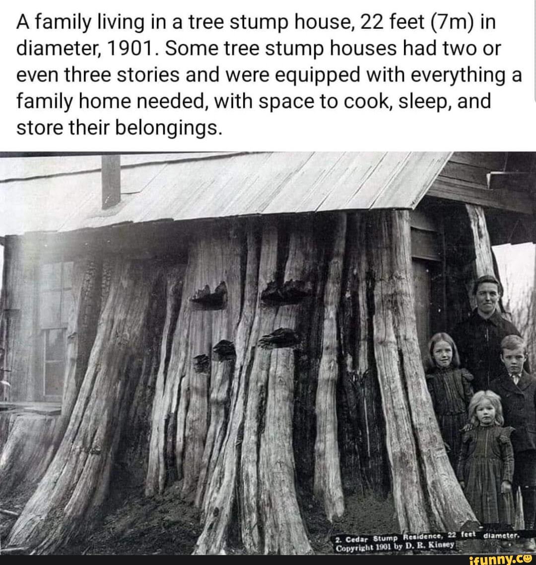 Cedar House In A Family Tree Cedar Home