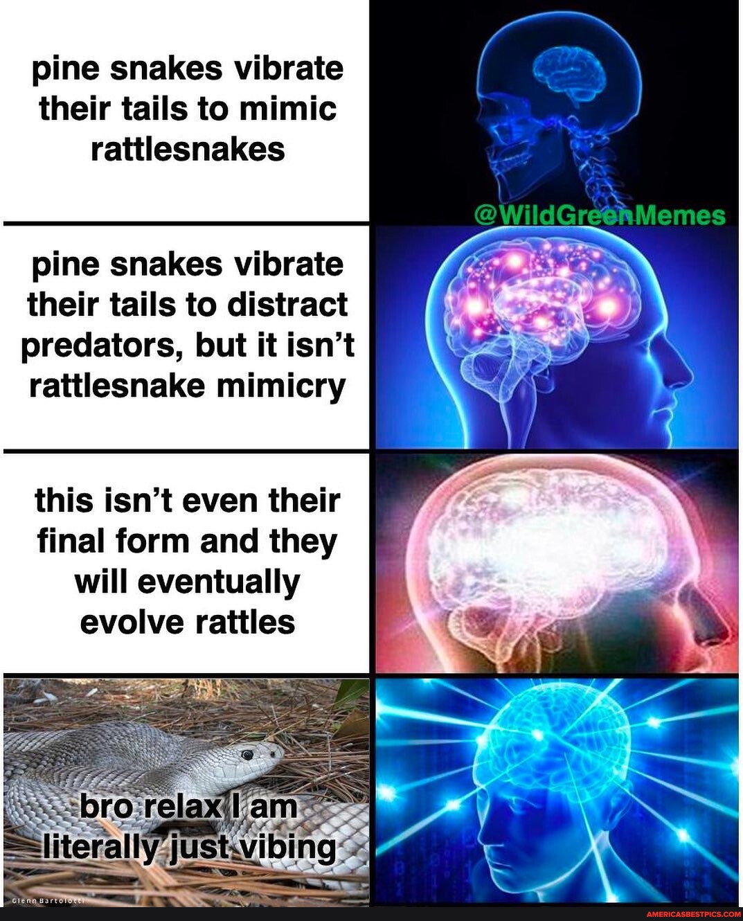 🐍 Meme by @beingevolved - pine snakes vibrate their tails to mimic ...