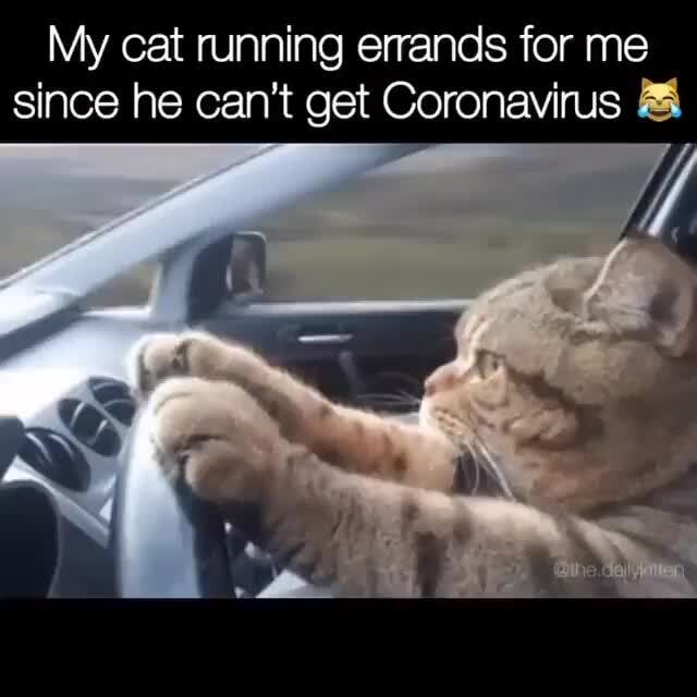 My cat running errands for me since he can't get Coronavirus 8 - iFunny :)