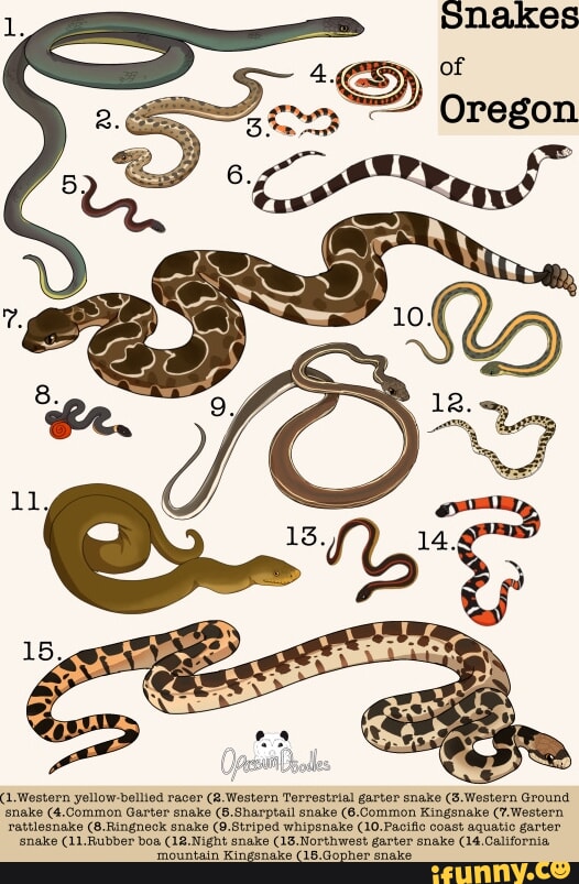 (1. Western yellow-bellied racer (2.Western Terrestrial garter snake (8 ...