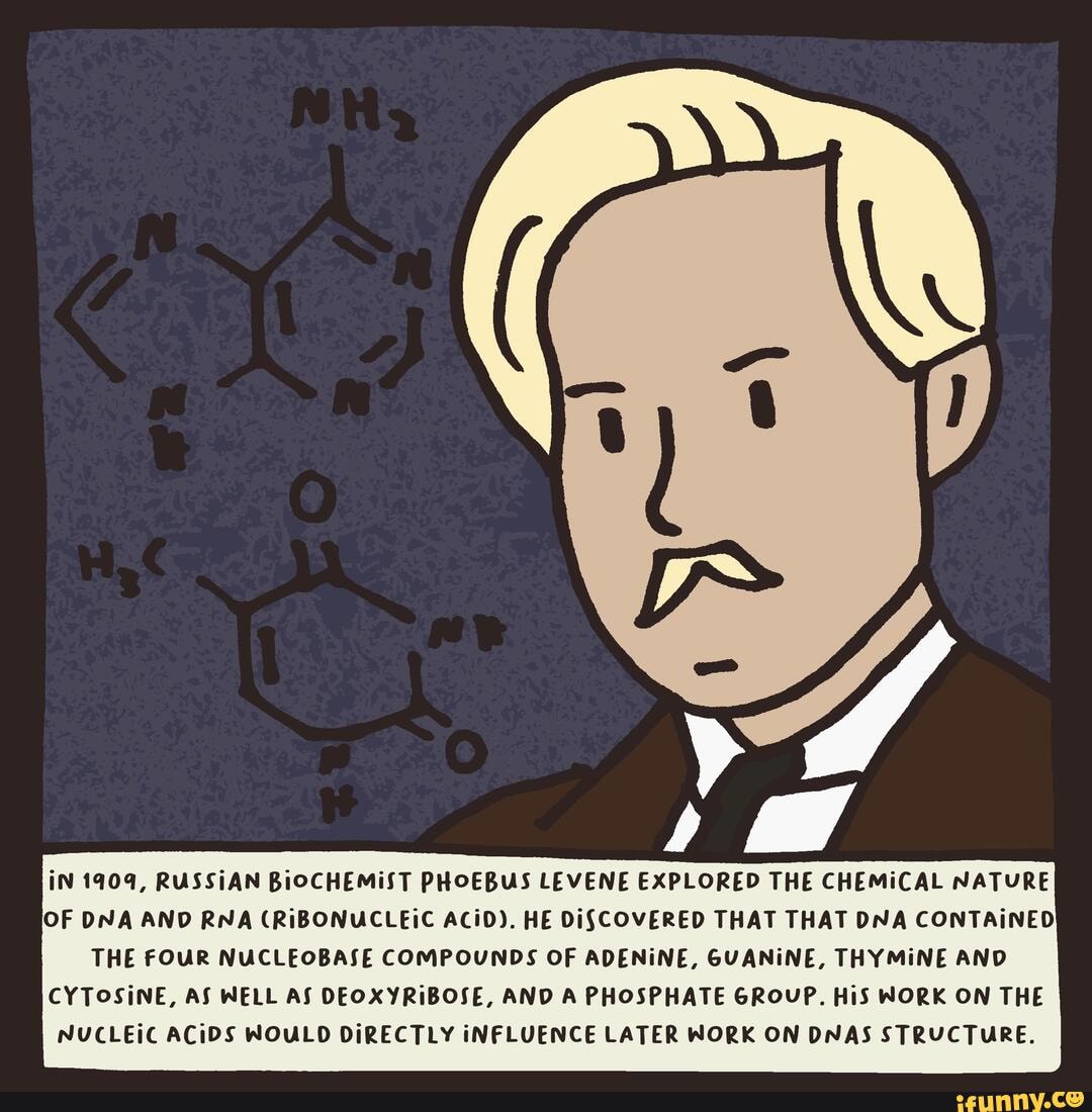 TN5.4- DNA - iN 1909, RUSSIAN BiOCHEMiST PHOEBUS LEVENE EXPLORED THE ...