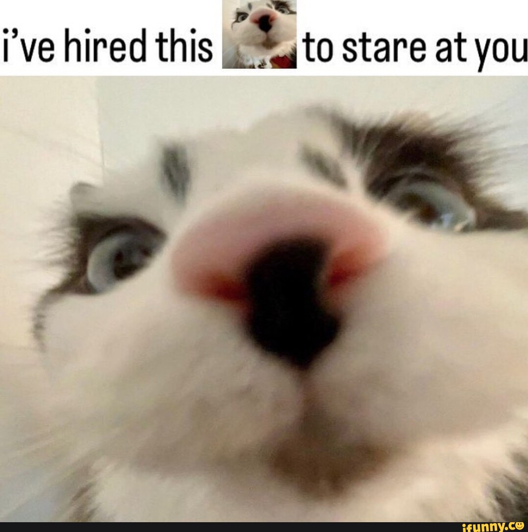 Video Memes YSkvb8RLA By Dogs 38 Comments IFunny video-memes-yskvb8rla-by-dogs-38-comments-ifunny