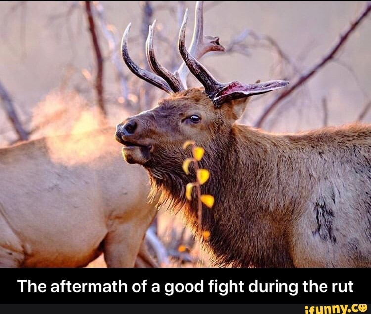 The aftermath of a good fight during the rut - The aftermath of a good ...