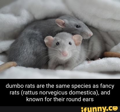 Dumbo rats are the same species as fancy rats (rattus norvegicus dome ...