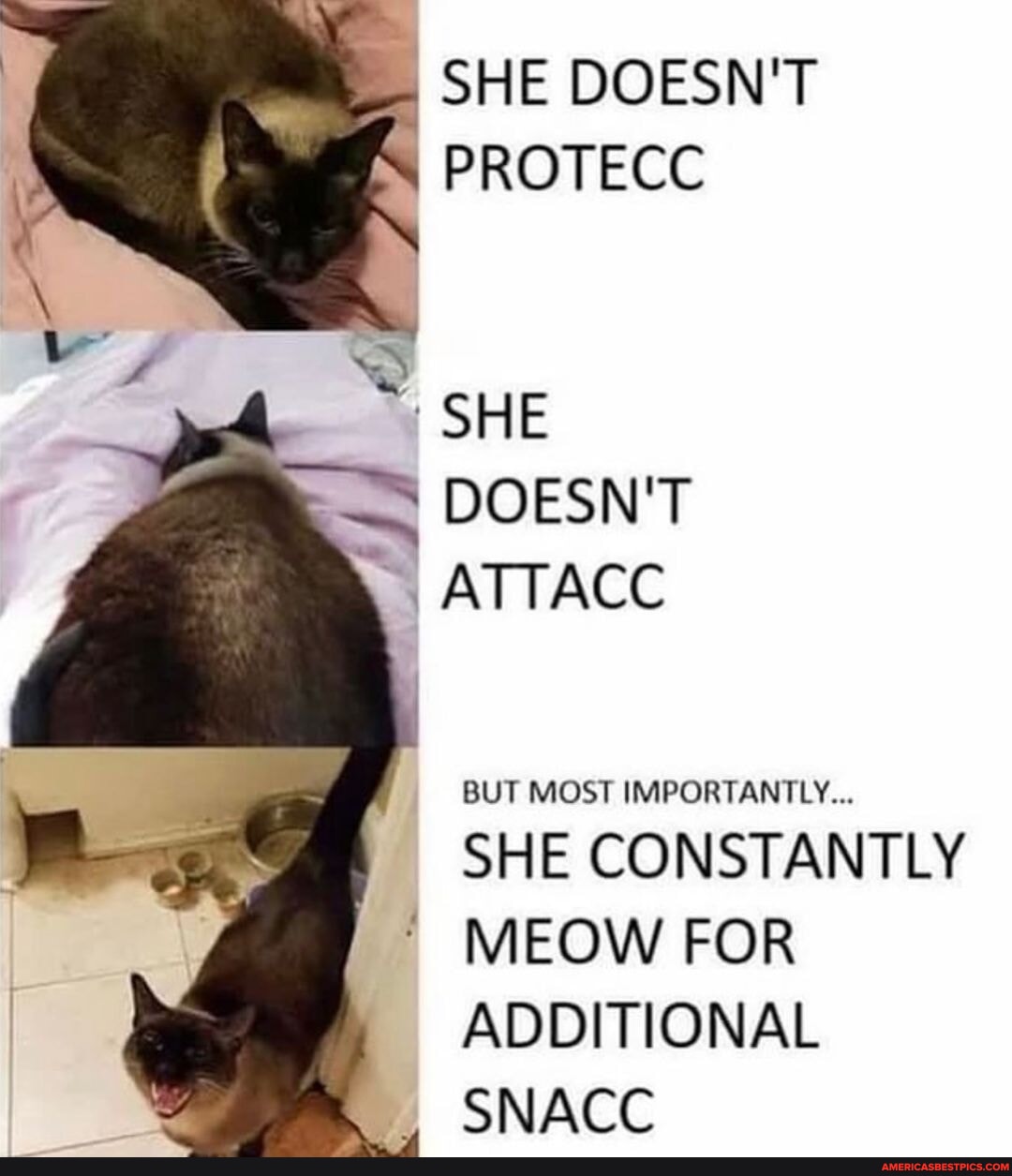 Catmemes catmemesdaily cat kitten instacat catmemesarethebest memecat ...