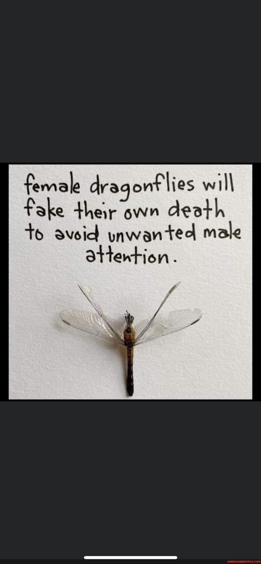 Female dragonflies will Fake ther own death aveid unwanted male ...