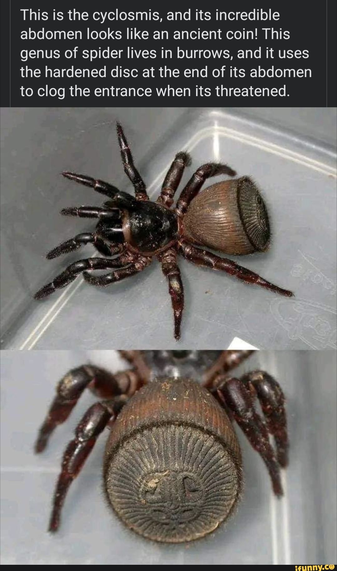 This is the cyclosmis, and its incredible abdomen looks like an ancient ...