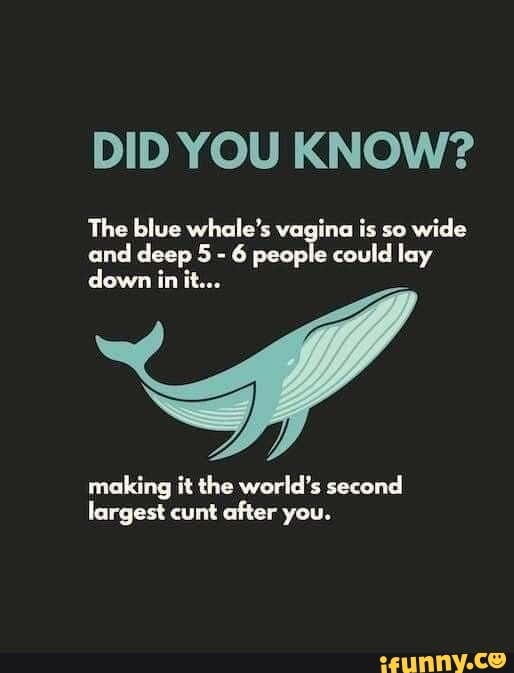 DID YOU KNOW? The blue whale's vagina is so wide and deep 5 - 6 people ... DID YOU KNOW? The blue whale's vagina is so wide and deep 5 - 6 people ...