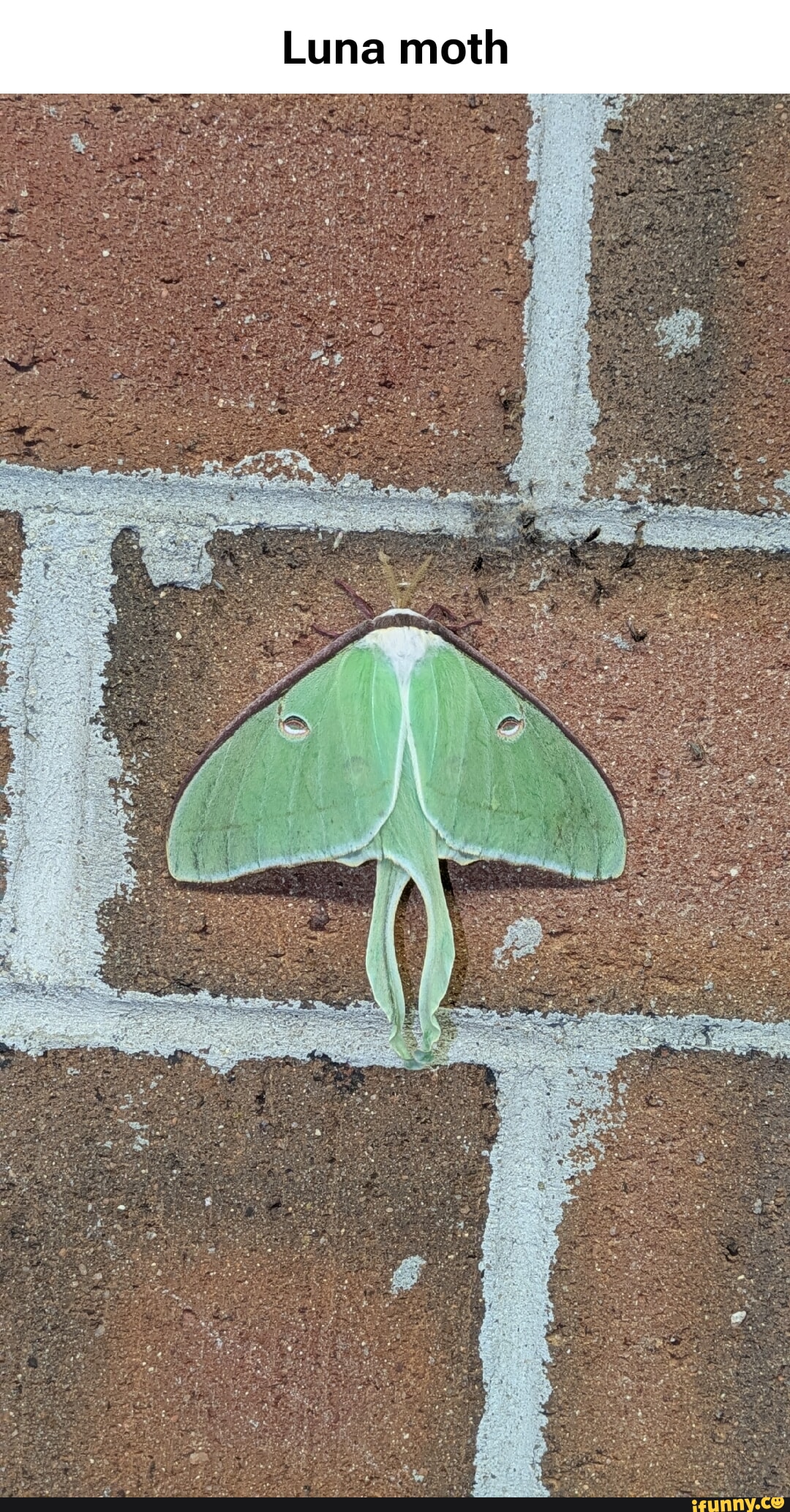 Insect memes. Best Collection of funny Insect pictures on iFunny