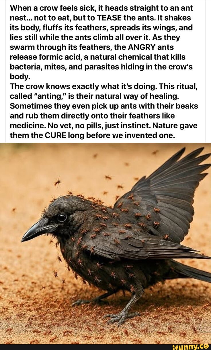 When a crow feels sick, it heads straight to an ant nest... not to eat ...