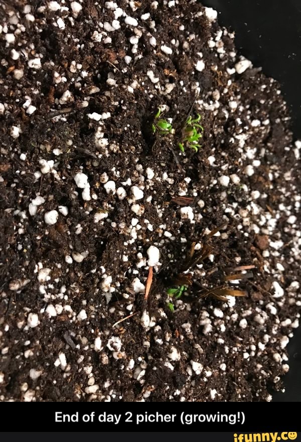 Picher memes. Best Collection of funny Picher pictures on iFunny