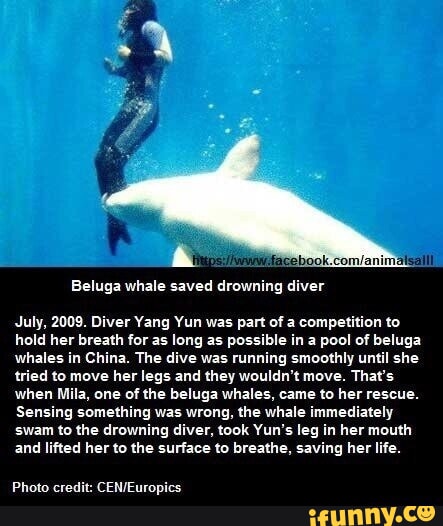 Beluga whale saved drowning diver July, 2009. Diver Yang Yun was part ...