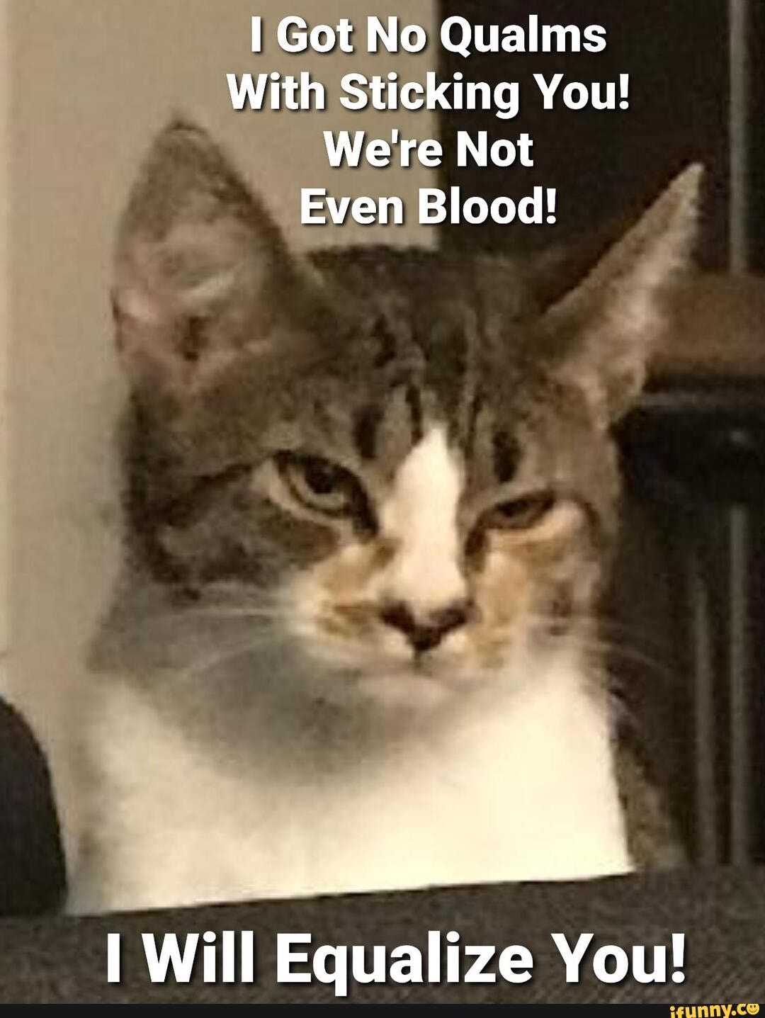 Grumpy Luna Meme Tax! - I Got No Qualms With Sticking You! We're Not ...