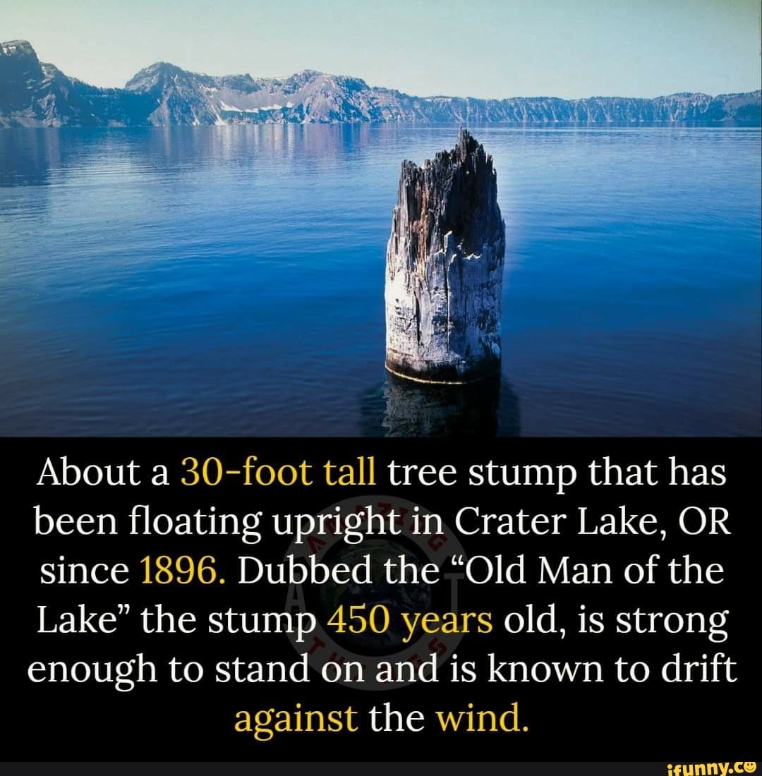 About a 30-foot tall tree stump that has been floating upright in ...