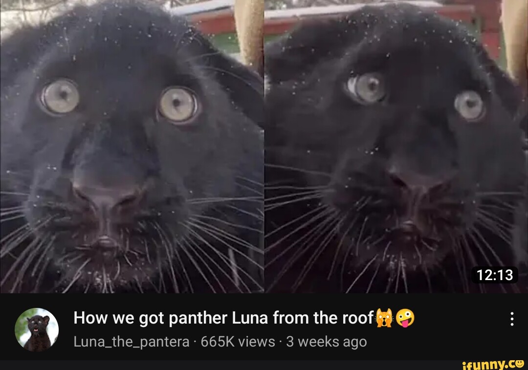 How we got panther Luna from the roof Luna_the_pantera 665K views 3 weeks ago - iFunny