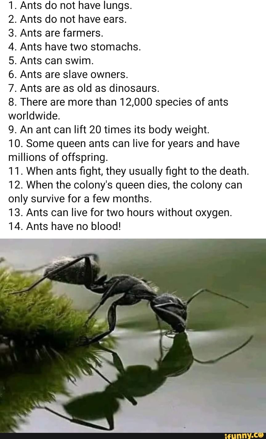 1. Ants do not have lungs. 2. Ants do not have ears. 3. Ants are ...