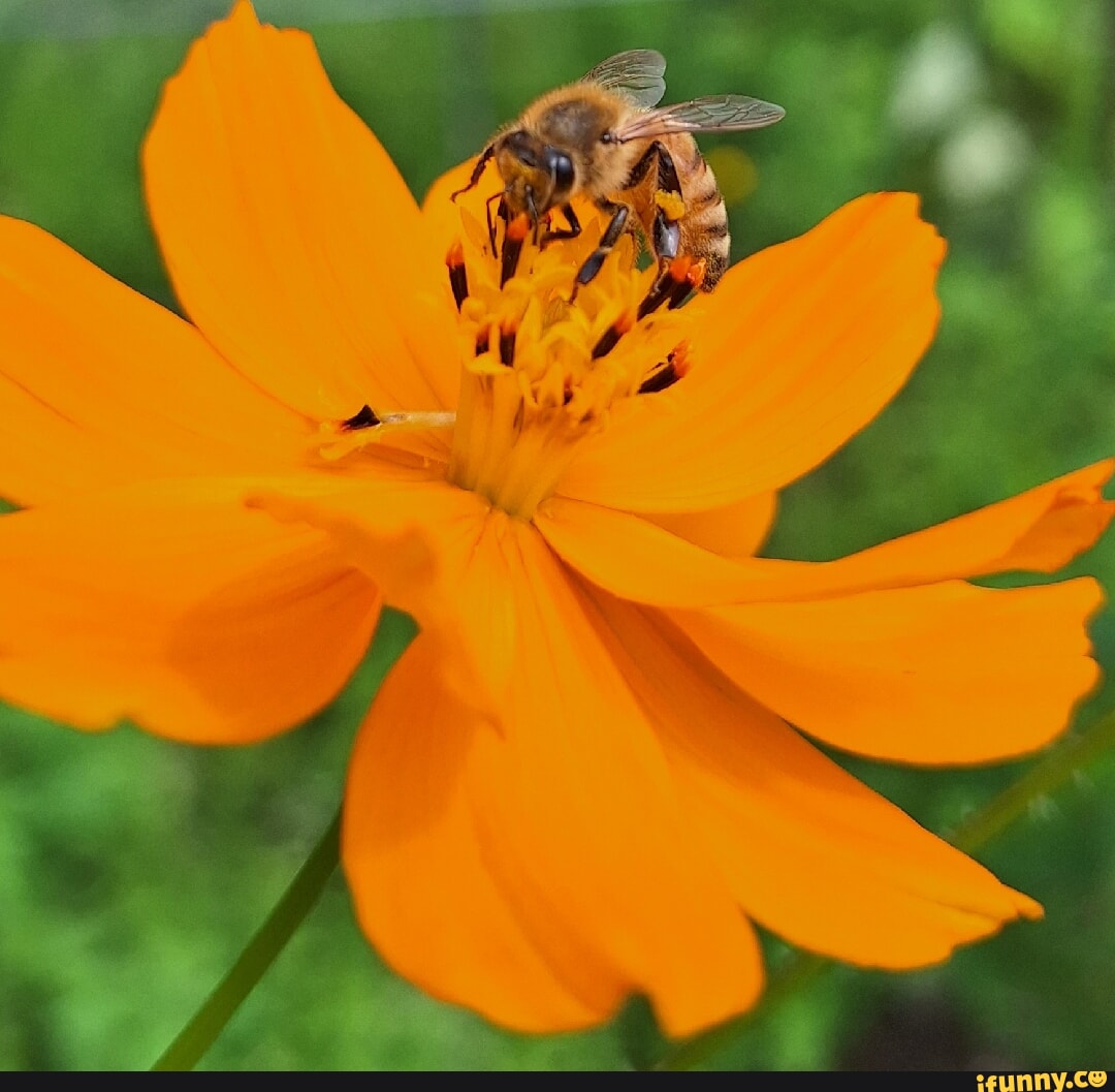 Pollen memes. Best Collection of funny Pollen pictures on iFunny