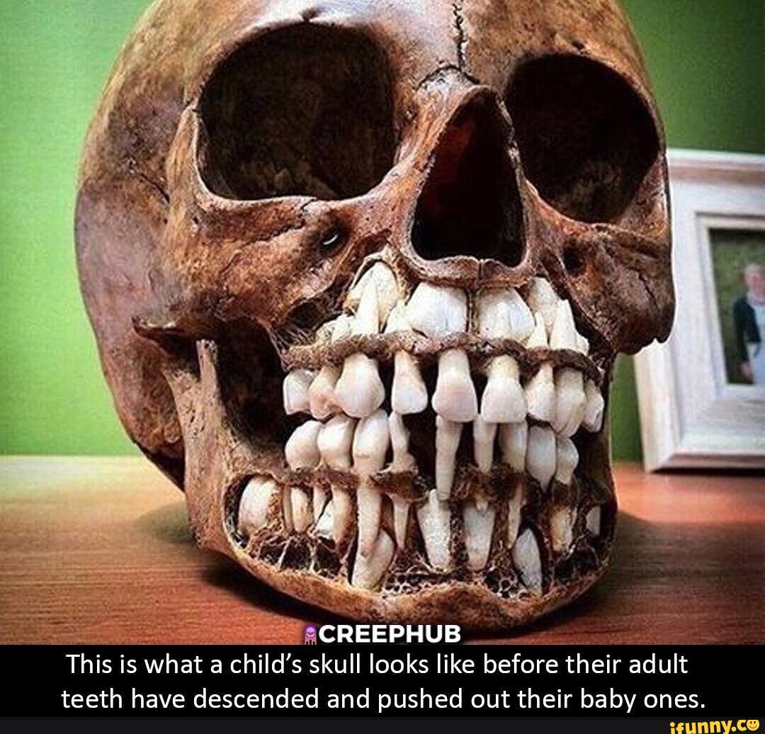 CREEPHUB This is what a child's skull looks like before their adult ...