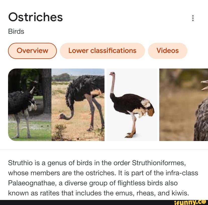 Ostriches Birds Overview Lower classifications Videos Struthio is a ...