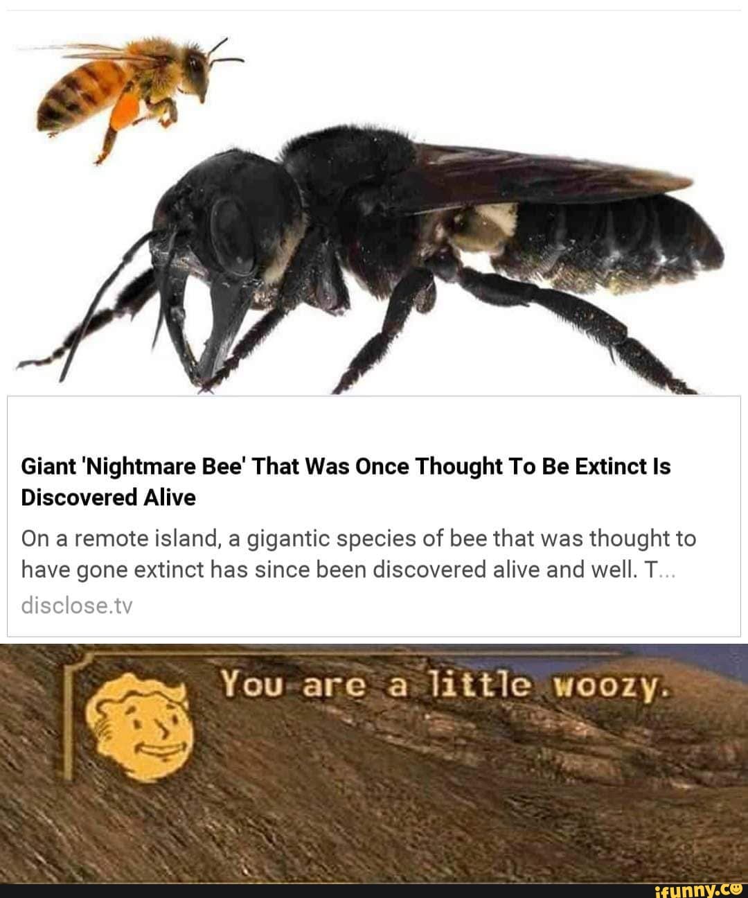 Giant 'Nightmare Bee' That Was Once Thought To Be Extinct Is Discovered ...
