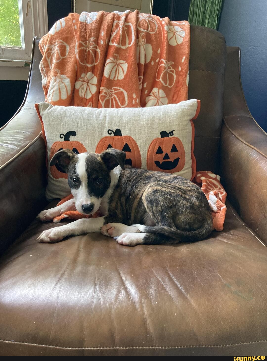 Pibble memes. Best Collection of funny Pibble pictures on iFunny