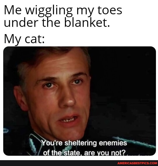 Me wiggling my toes under the blanket. My cat: You're sheltering ...