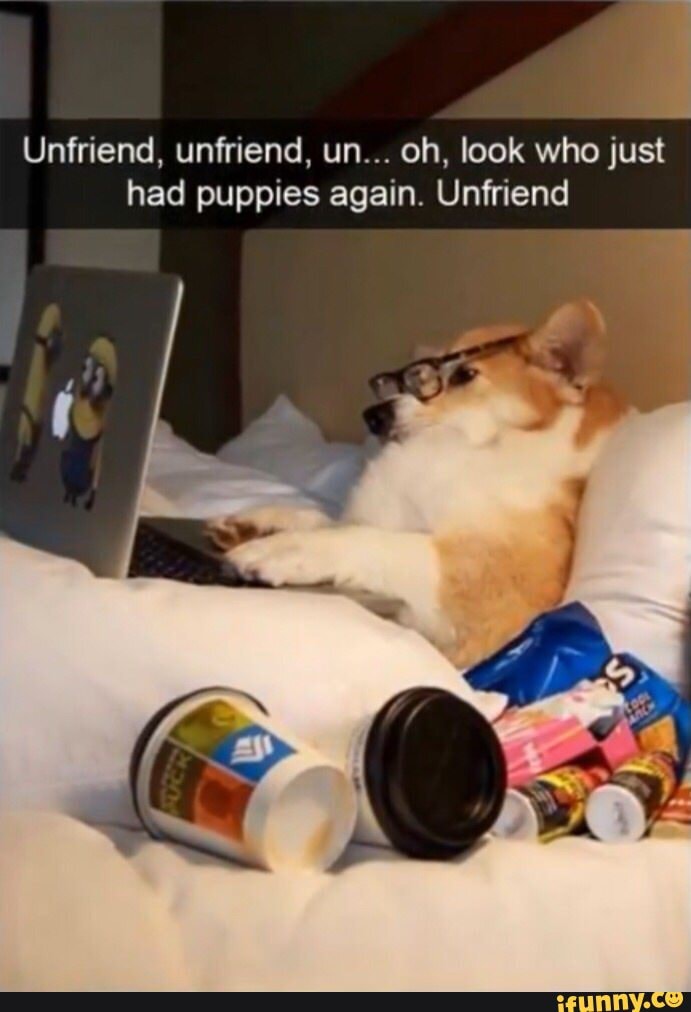 #meme #memes #snapchat #corgi #dogs #funny #cute - Unfriend, unfriend ...