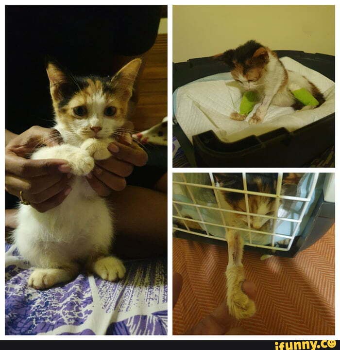 Parvo memes. Best Collection of funny Parvo pictures on iFunny