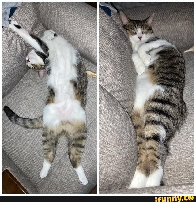 Squished memes. Best Collection of funny Squished pictures on iFunny