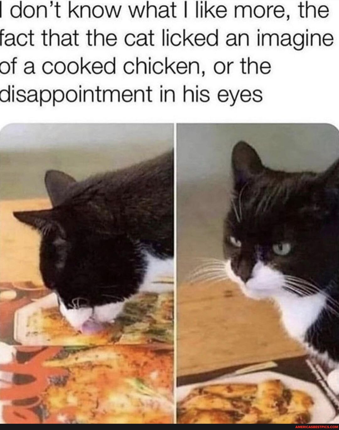 Catmemes catmemesdaily cat kitten instacat catmemesarethebest memecat ...