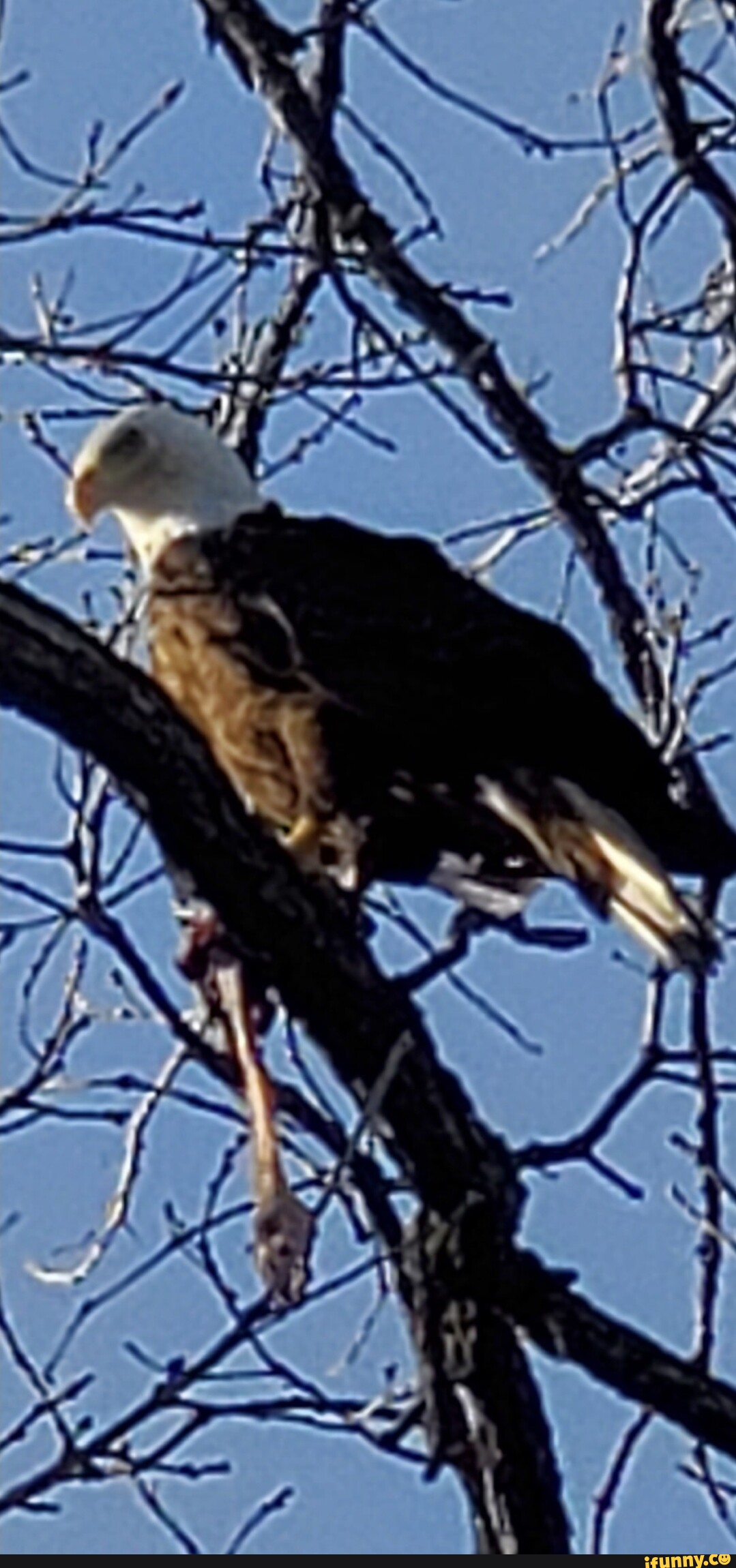 Mercia memes. Best Collection of funny Mercia pictures on iFunny