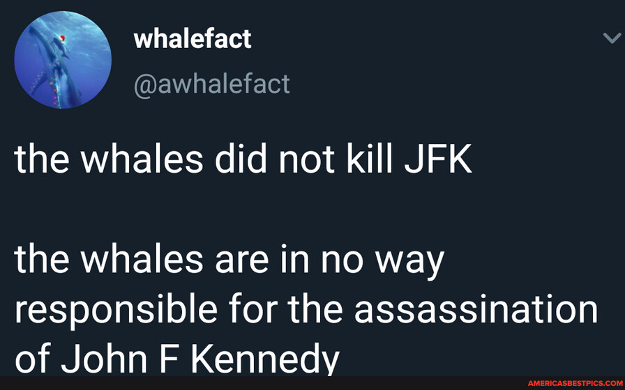 Whalefact @awhalefact the whales did not kill JFK the whales are in no ...