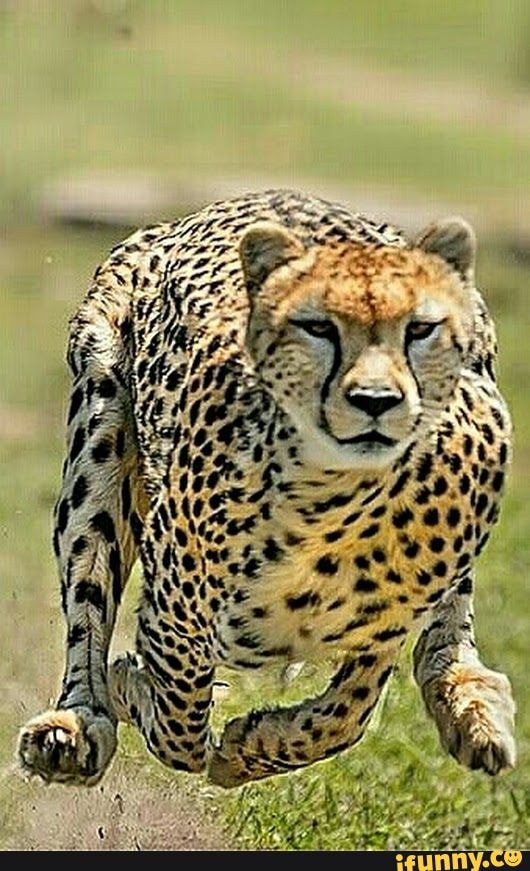 Cheetah memes. Best Collection of funny Cheetah pictures on iFunny