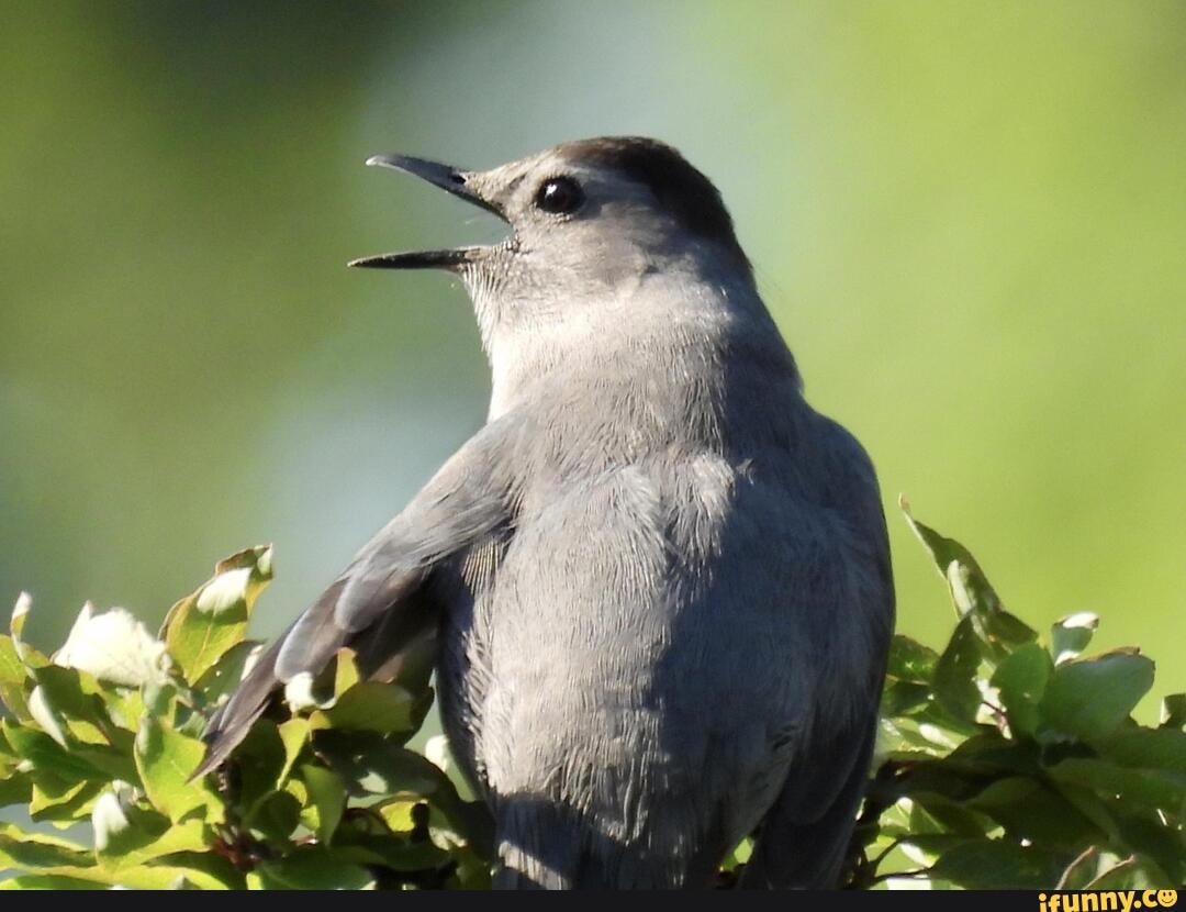 Catbird memes. Best Collection of funny Catbird pictures on iFunny Brazil