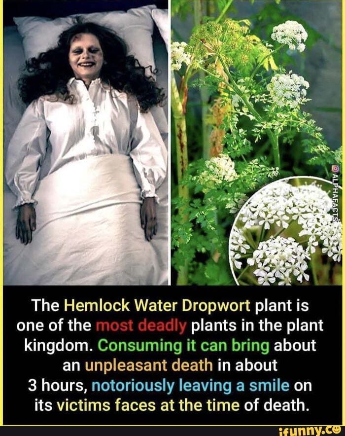 The Hemlock Water Dropwort plant is one of the most deadly plants in ...