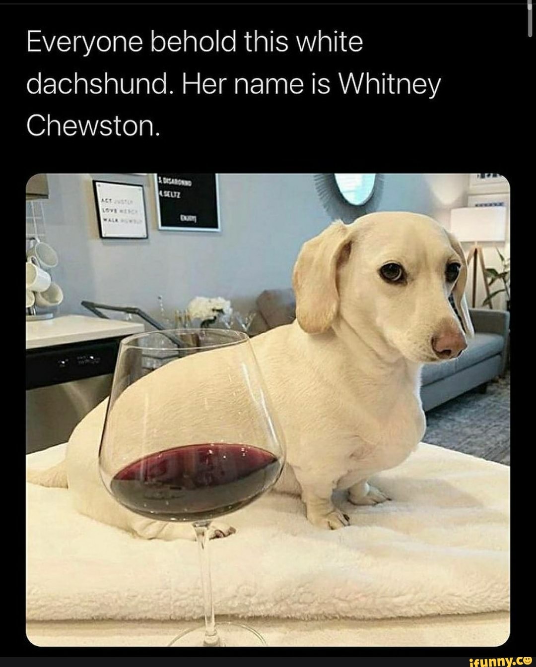 Everyone behold this white dachshund. Her name is Whitney Chewston ...