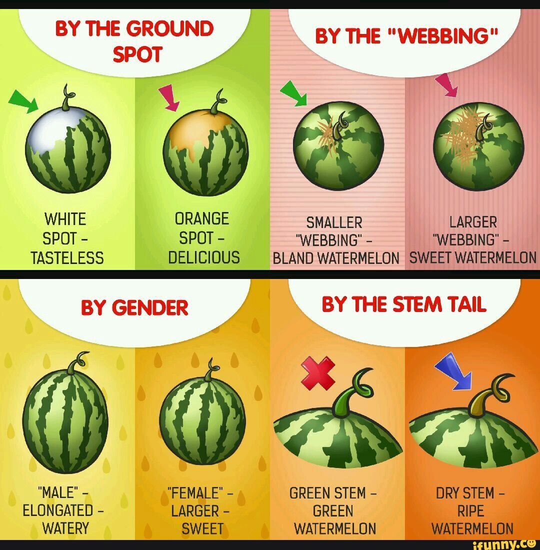 BY THE GROUND BY THE "WEBBING" SPOT WHITE ORANGE SMALLER LARGER SPOT ...