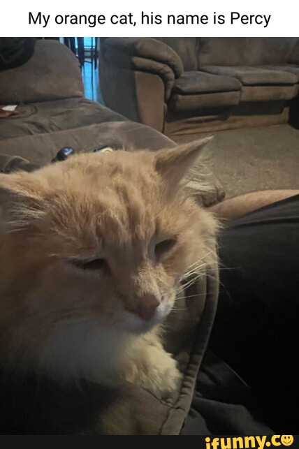 My orange cat, his name is Percy - iFunny